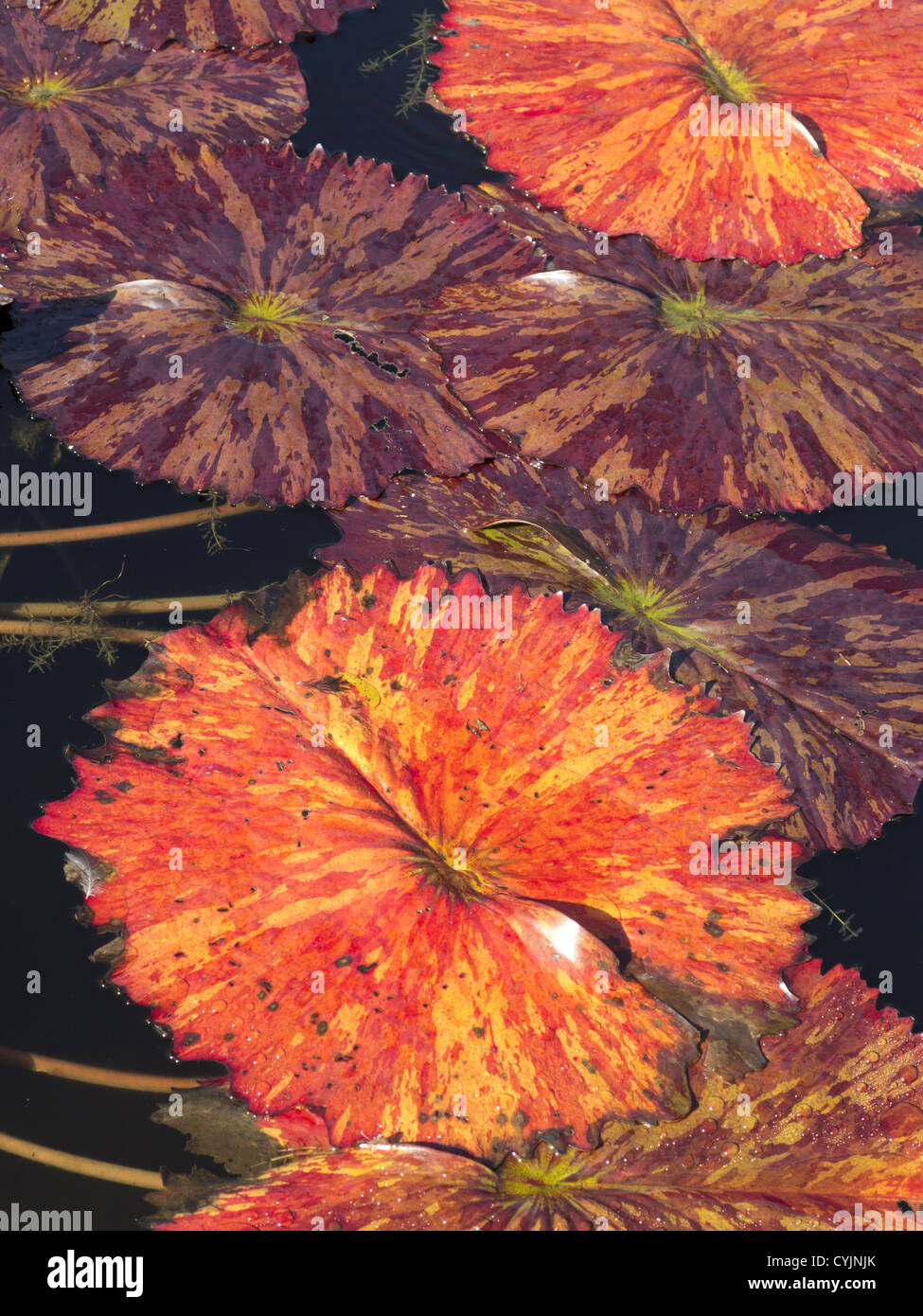 Lilies lily pads water plants hi-res stock photography and images - Alamy