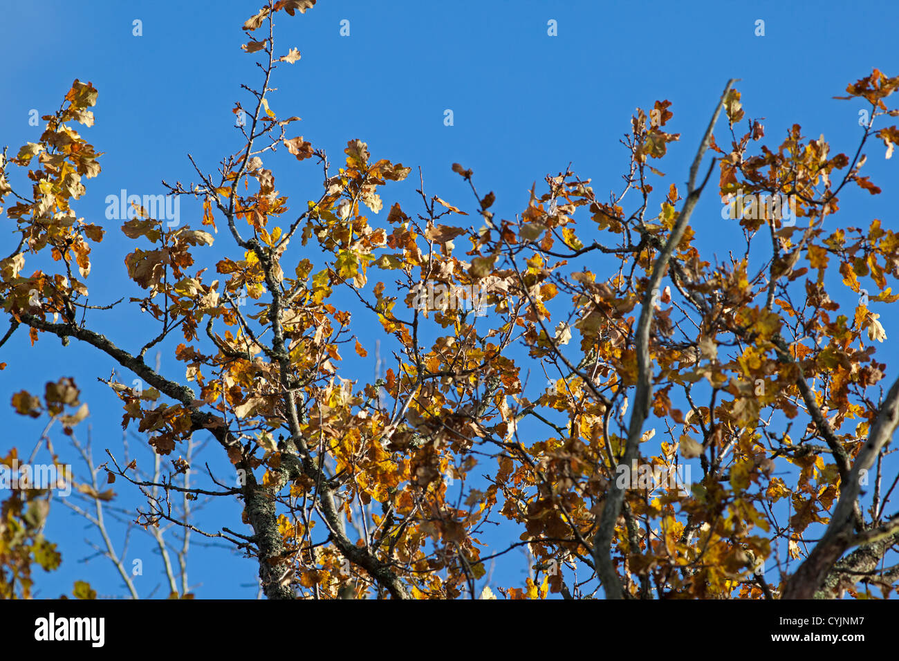 Oak tree in autumn against a brilliant blue sky Stock Photo - Alamy