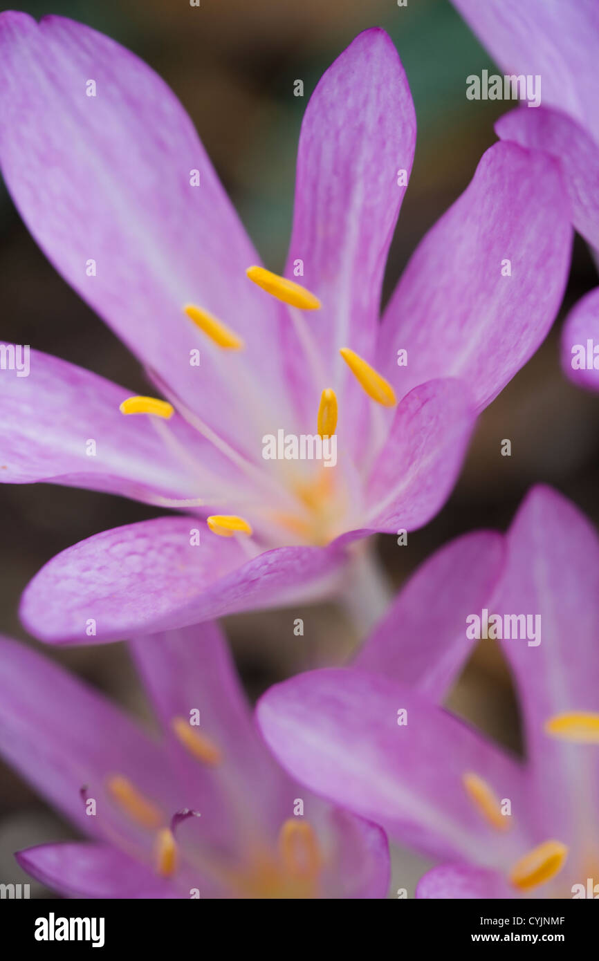 Colchicum cilicicum hi-res stock photography and images - Alamy