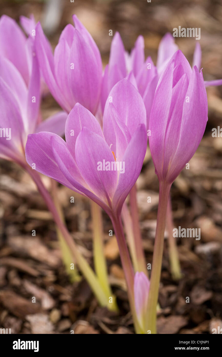 Colchicum speciosum hi-res stock photography and images - Alamy