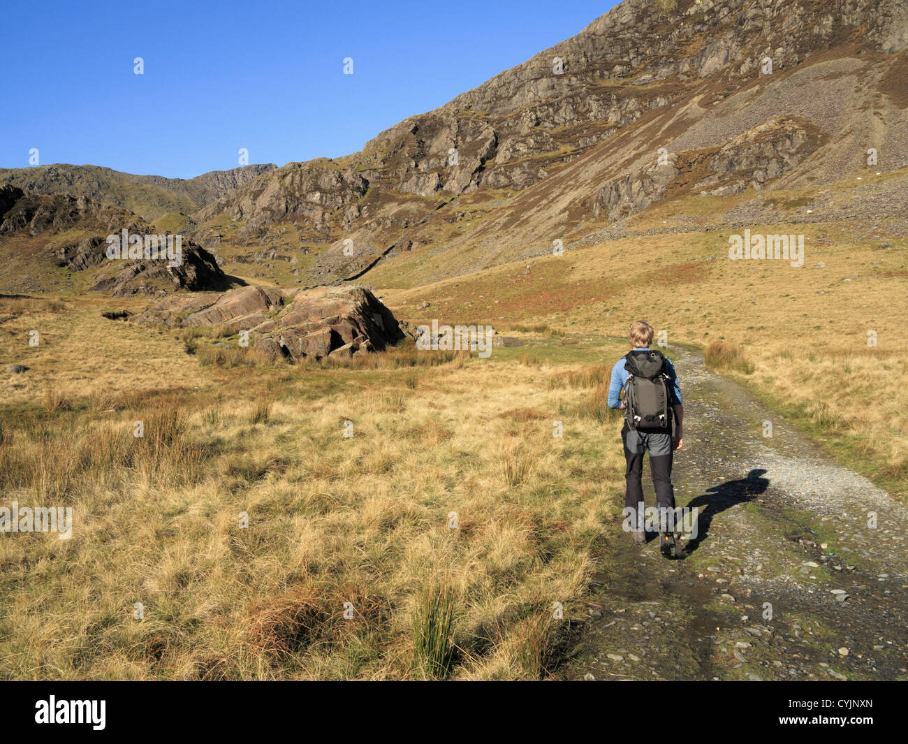 Walker on the Watkin Path in Cwm LLan valley approaching the Gladstone ...