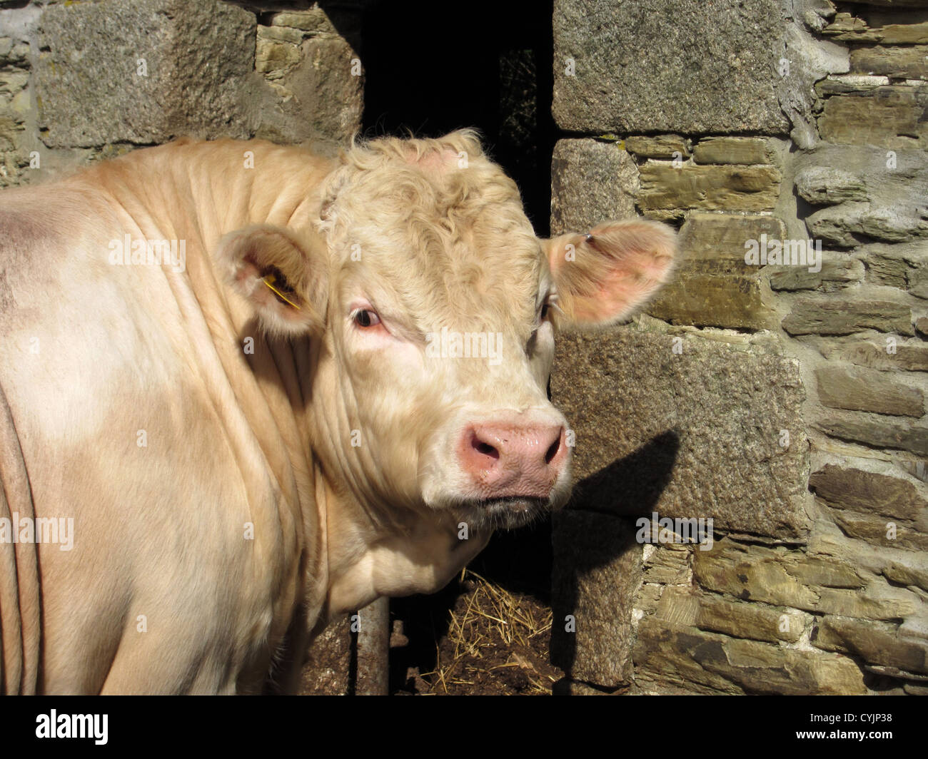 Bull Meat High Resolution Stock Photography and Images - Alamy