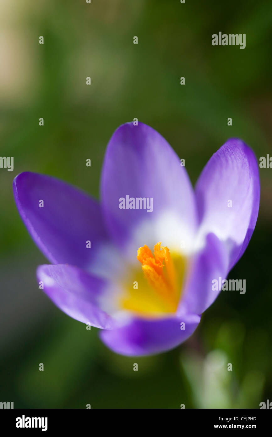 Crocus sieberi subsp. sublimis 'Tricolor' Stock Photo - Alamy