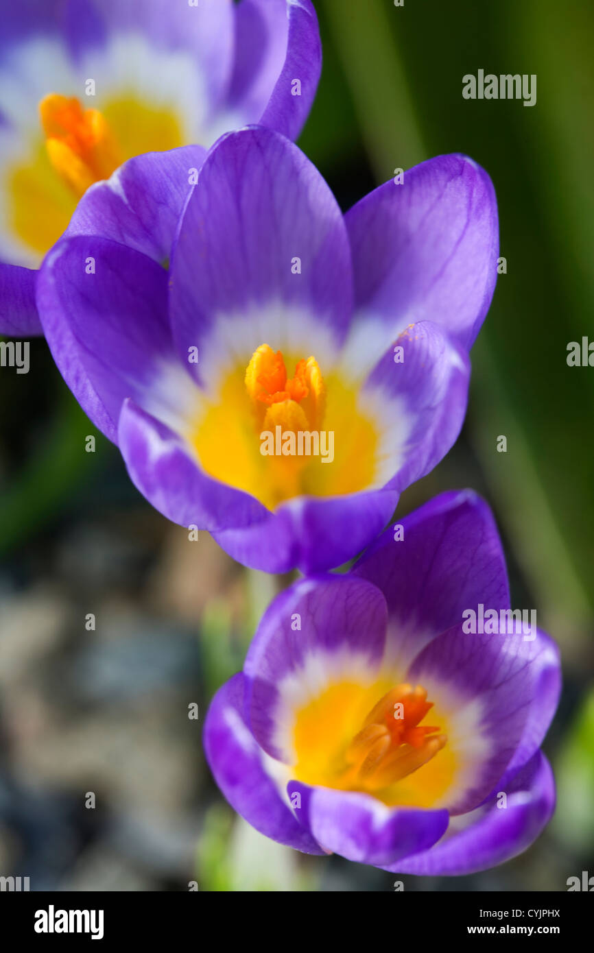 Crocus sieberi subsp. sublimis 'Tricolor' Stock Photo - Alamy