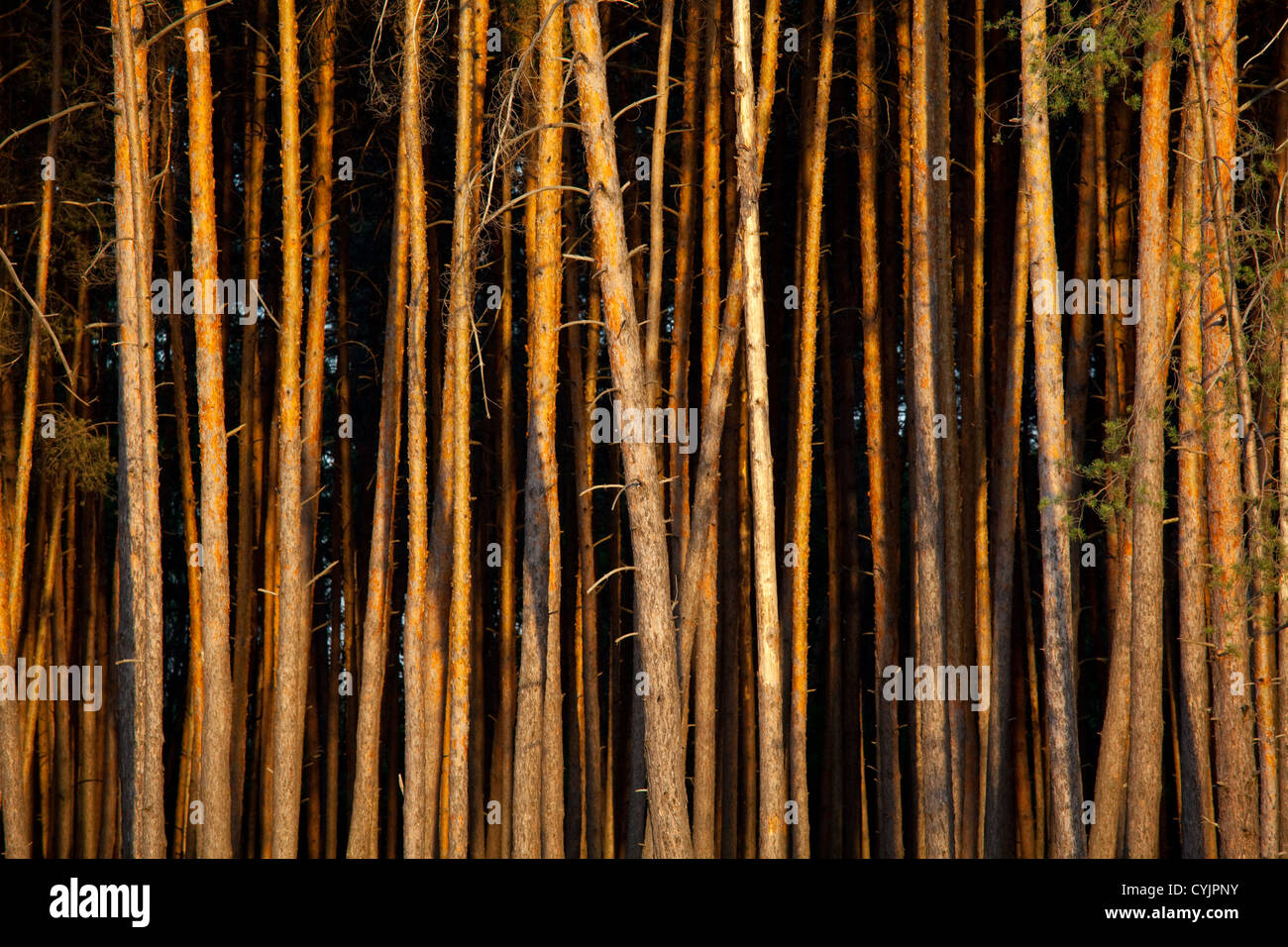 forest at sunset Stock Photo - Alamy