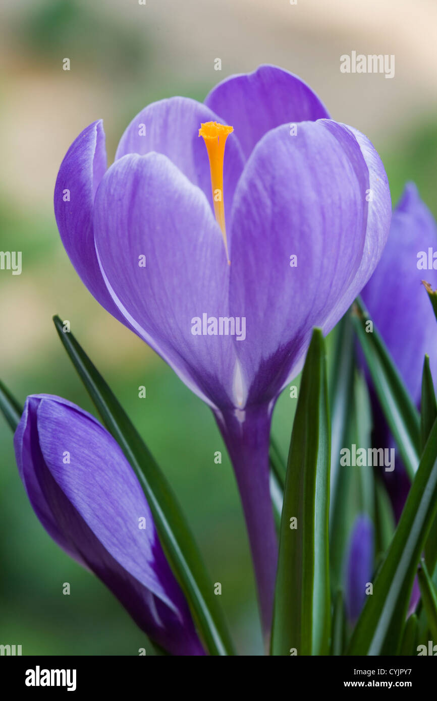 Crocus vernus queen of the blues hi-res stock photography and images ...