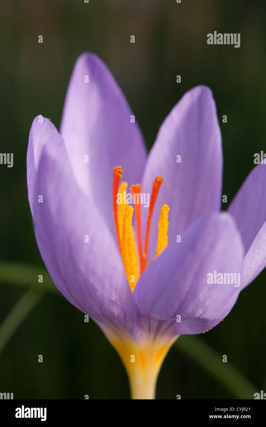 Longiflorus hi-res stock photography and images - Alamy