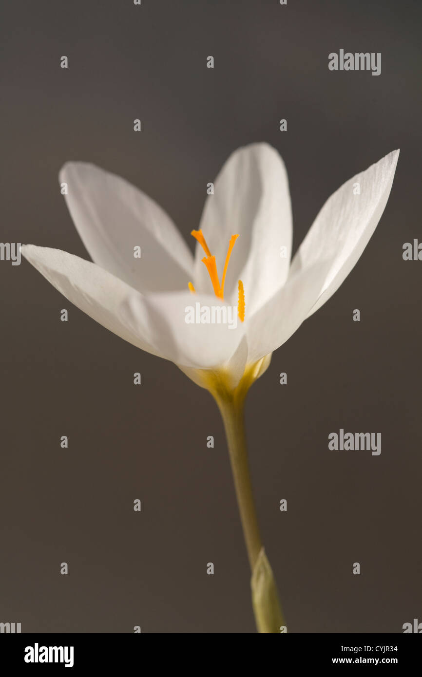 Niveus hi-res stock photography and images - Alamy