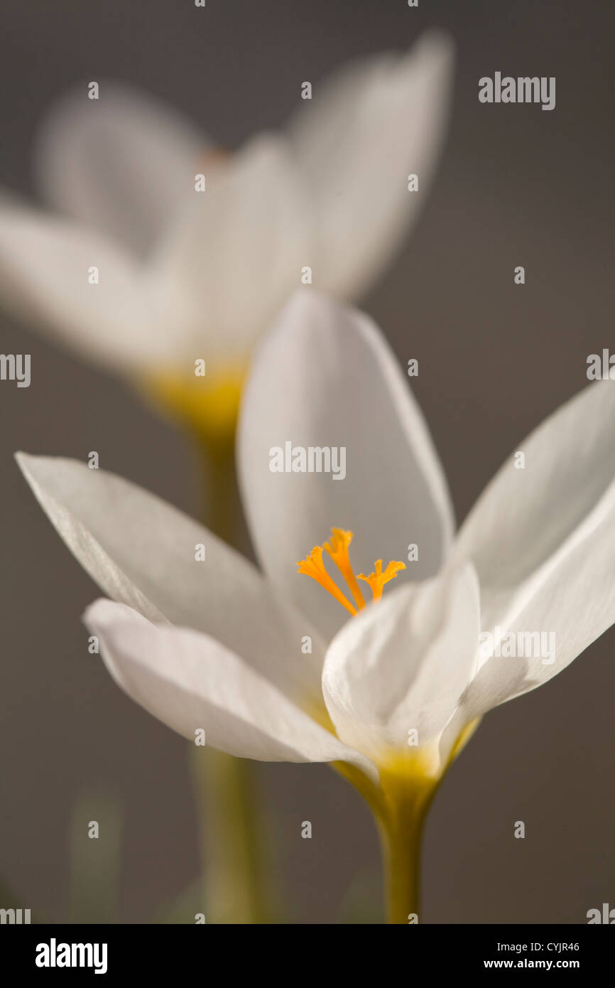 Niveus hi-res stock photography and images - Alamy