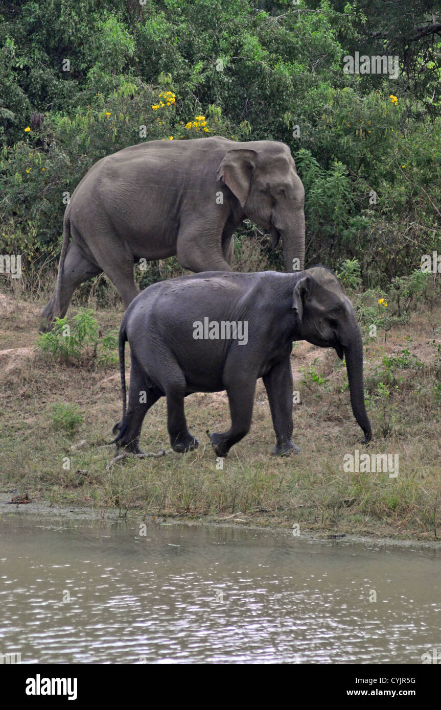 Bigger elephant hi-res stock photography and images - Alamy