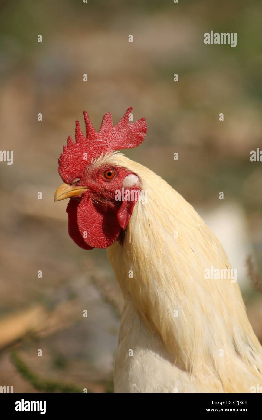 Head a rooster hi-res stock photography and images - Alamy