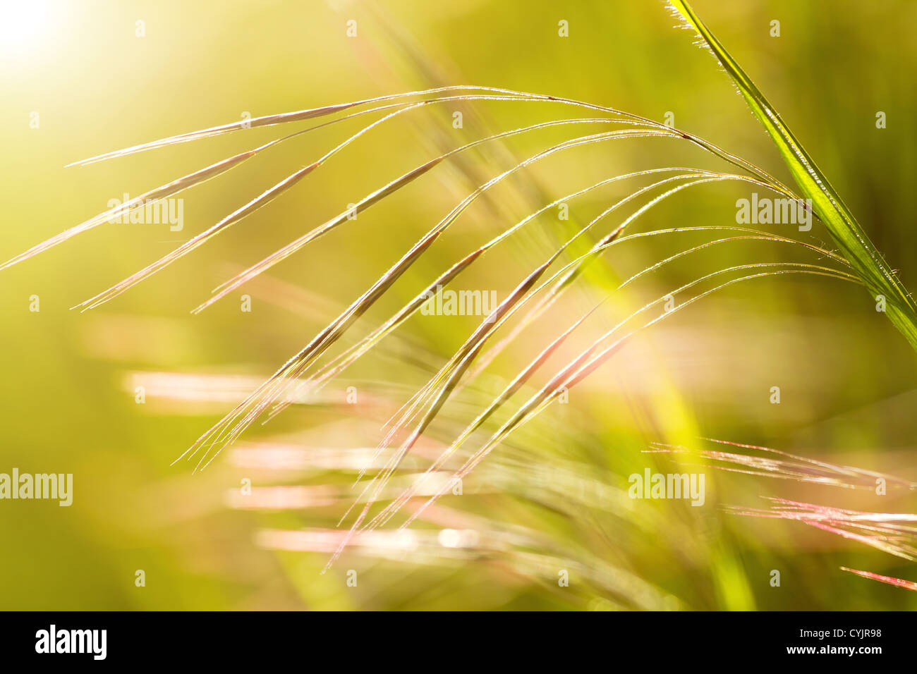 Beautiful, harmonious picture from a blade of grass Stock Photo - Alamy