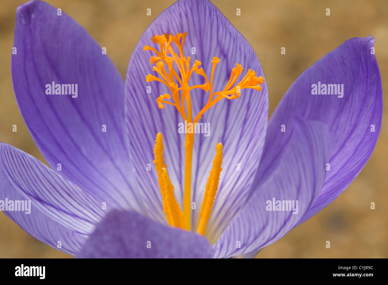 Crocus speciosus 'Conqueror' Stock Photo - Alamy