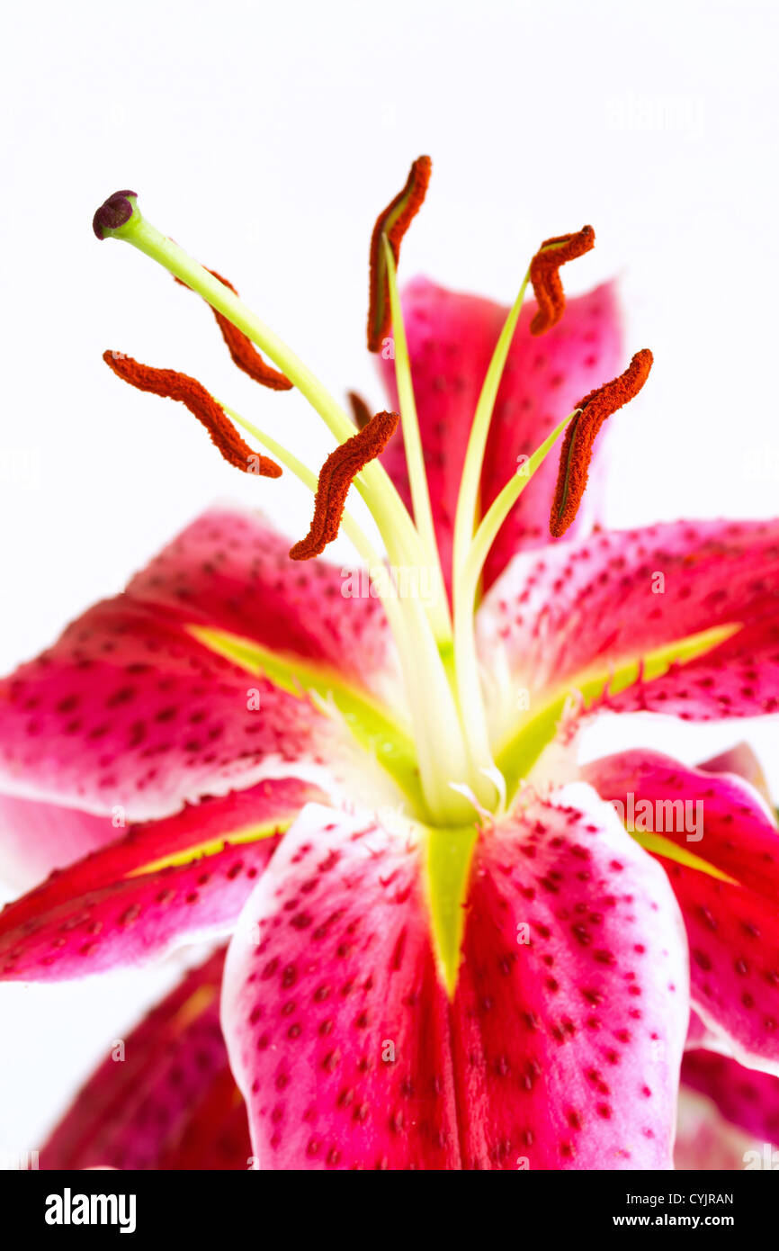 Beautiful lily close-up photo Stock Photo - Alamy