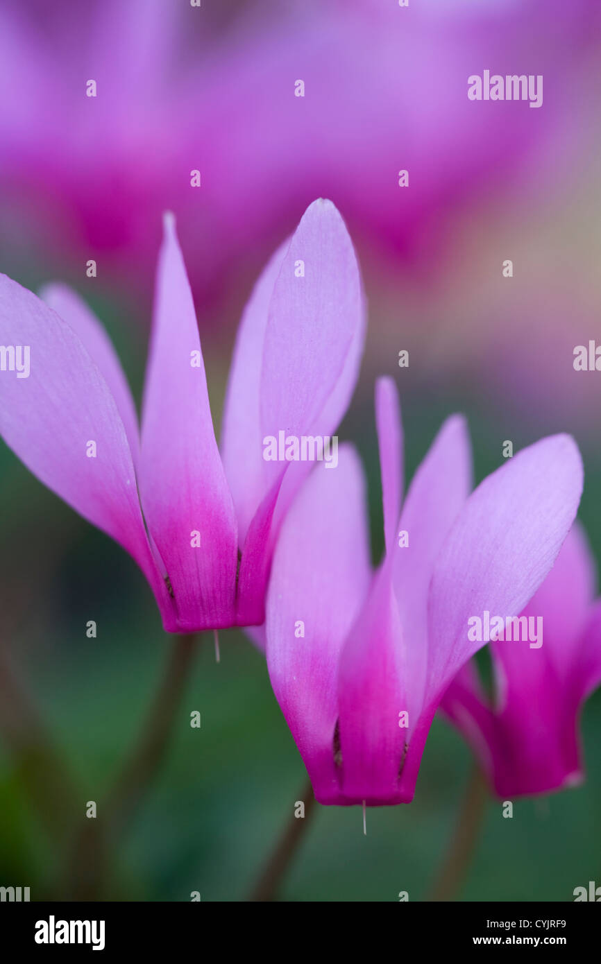 Cyclamen repandum hi-res stock photography and images - Alamy