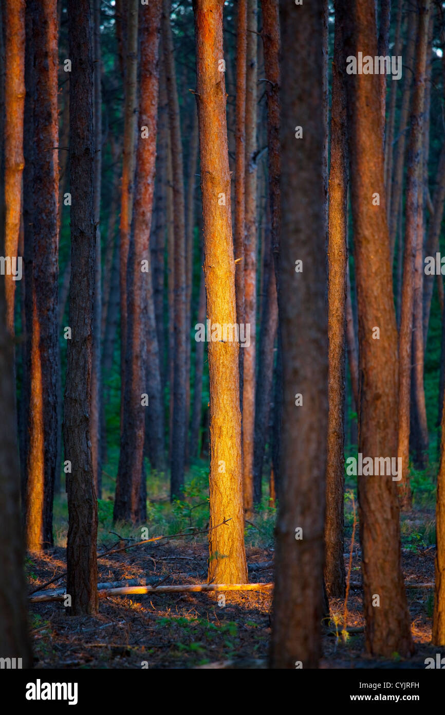 forest at sunset Stock Photo - Alamy