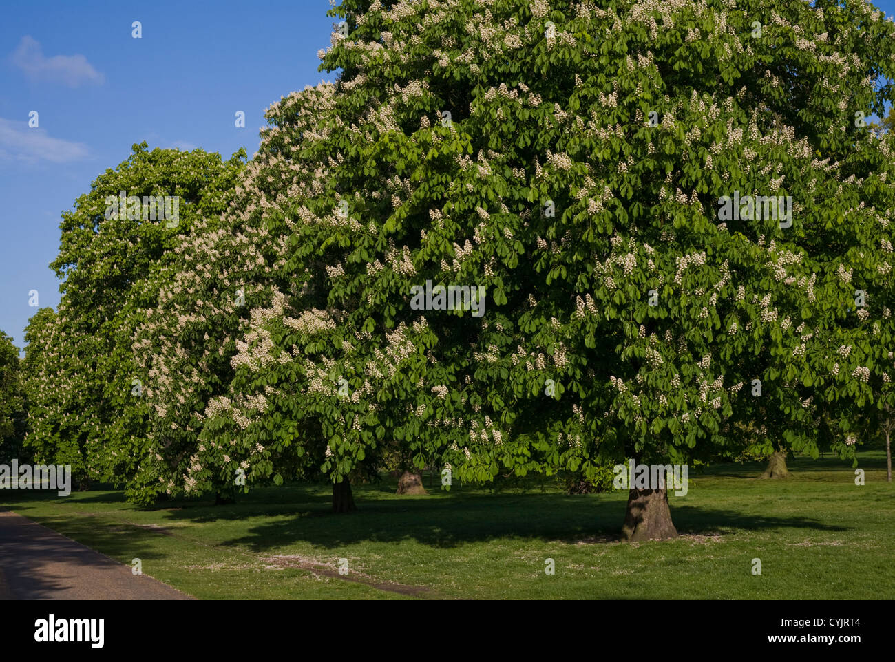 Kensington Gardens, London; horse chestnut trees (Aesculus ...