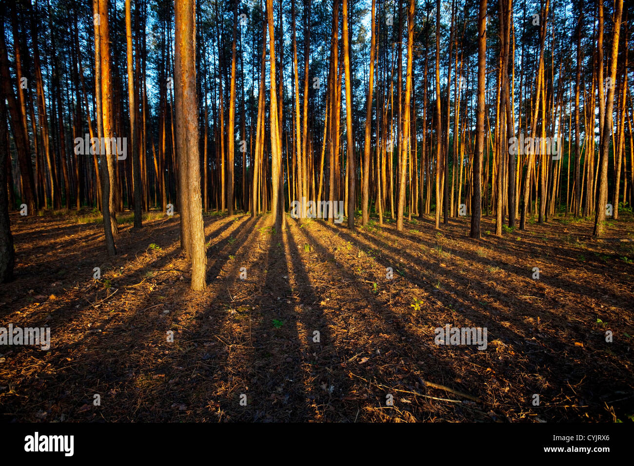 forest at sunset Stock Photo - Alamy