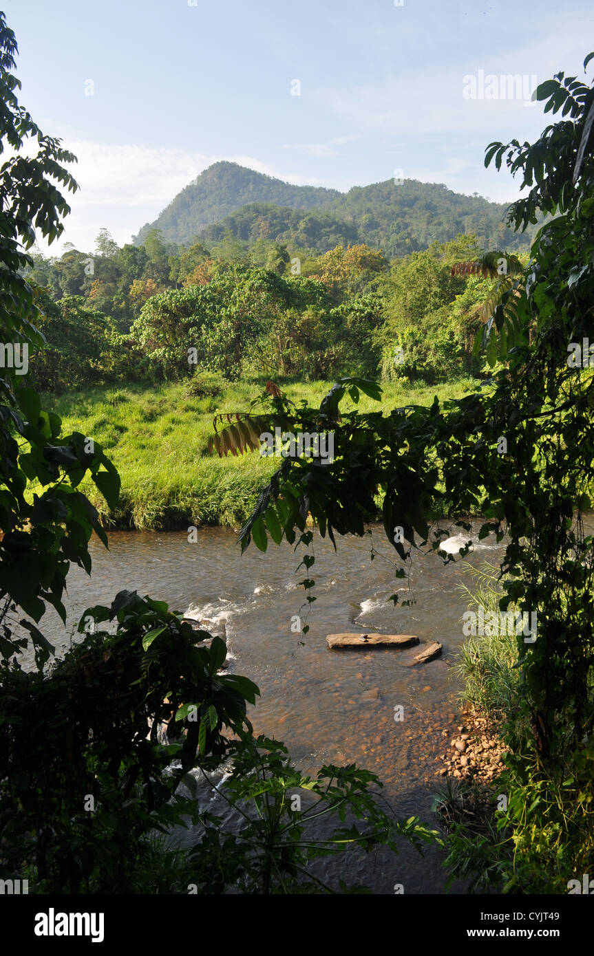 Protected rainforest area on the Kelani River, near Kitulgala, Sri ...