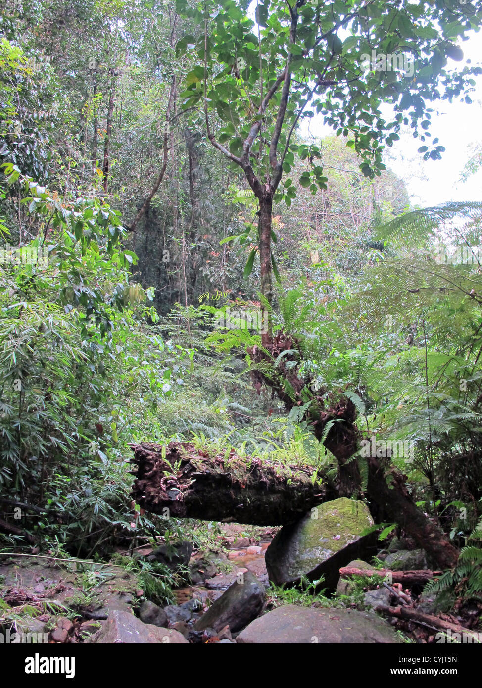 Kelani river hi-res stock photography and images - Alamy