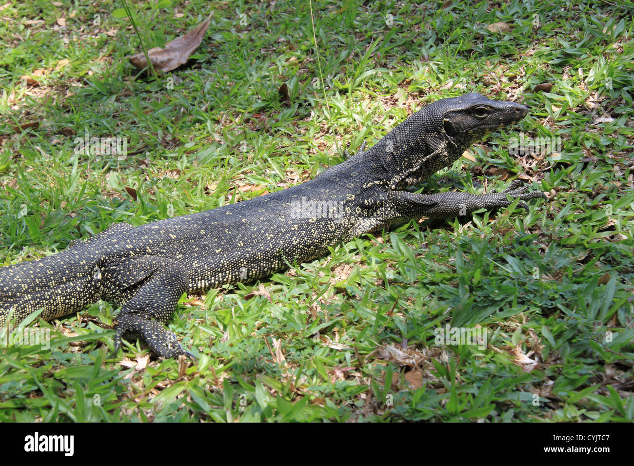 Asia malaysia monitor lizards varanus hi-res stock photography and ...