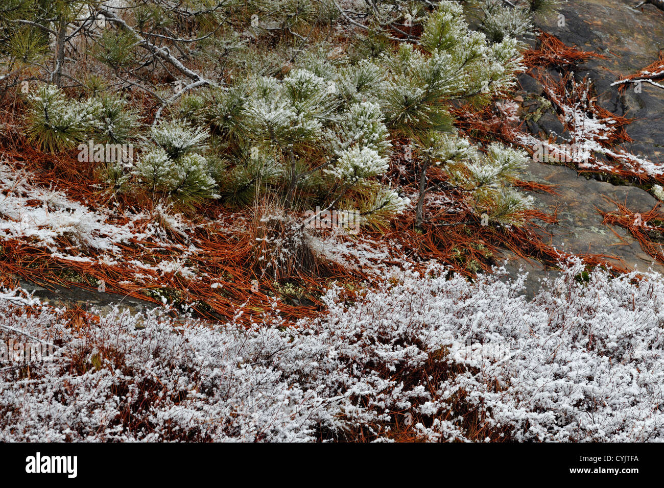 Dormant blueberry bushes hi-res stock photography and images - Alamy