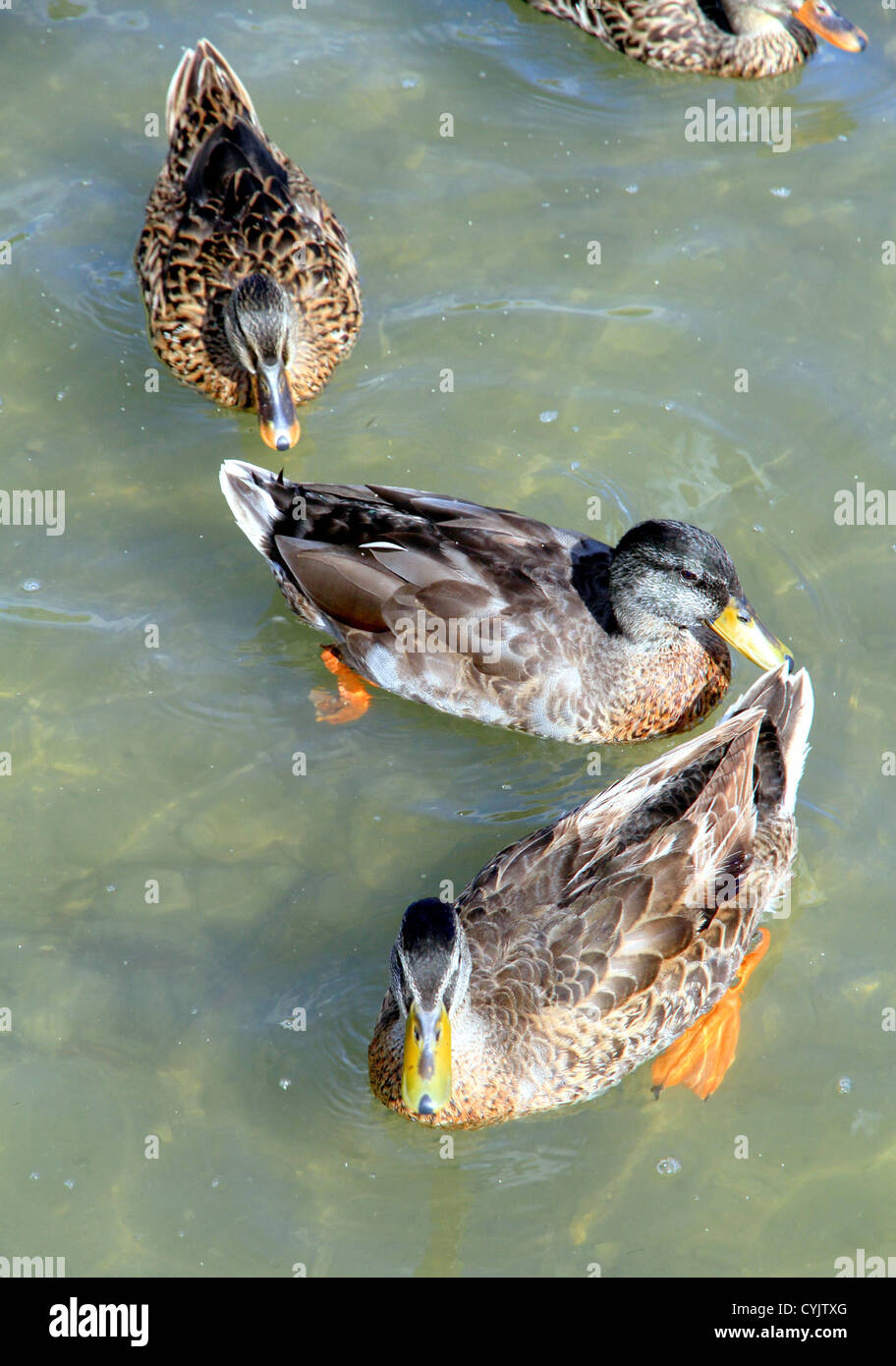 Ducks of ontario hi-res stock photography and images - Alamy