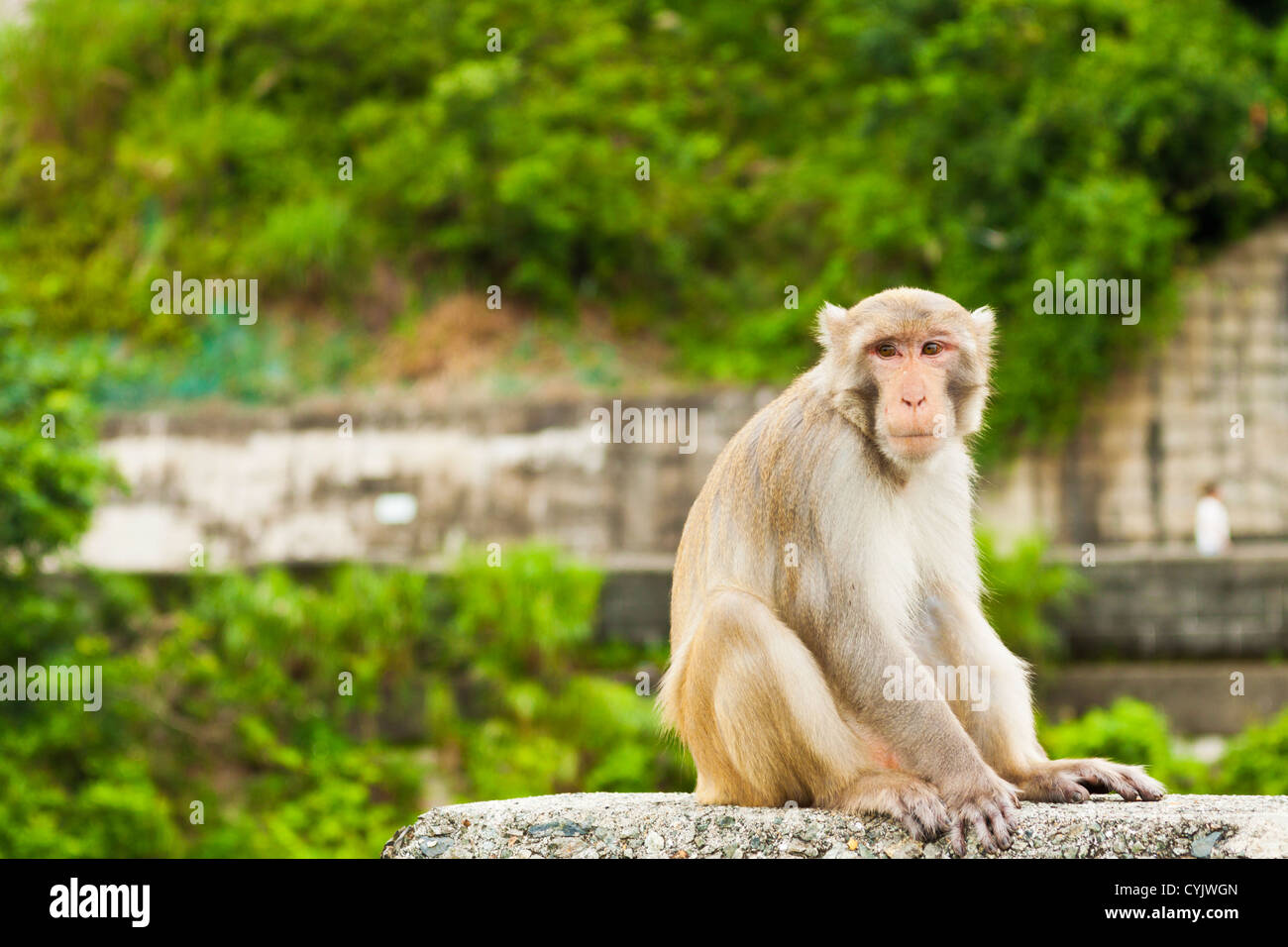 Ape sitting hi-res stock photography and images - Alamy