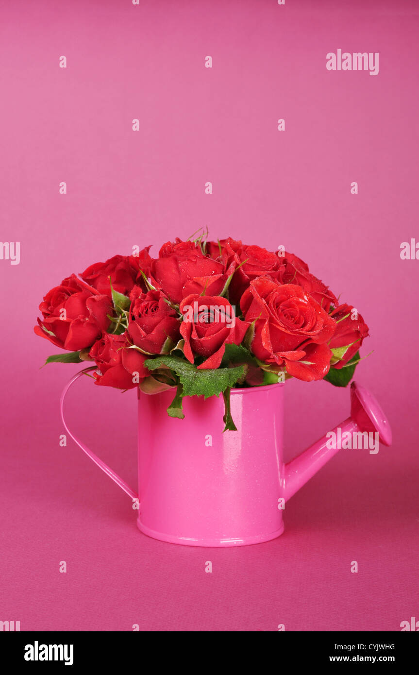 bouquet of red roses in a pink watering can on a pink background Stock ...