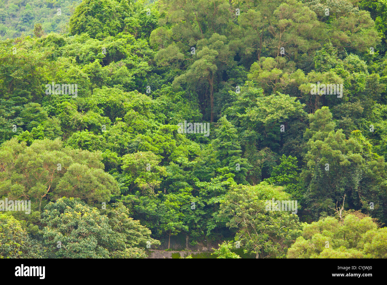 Forest trees background Stock Photo - Alamy