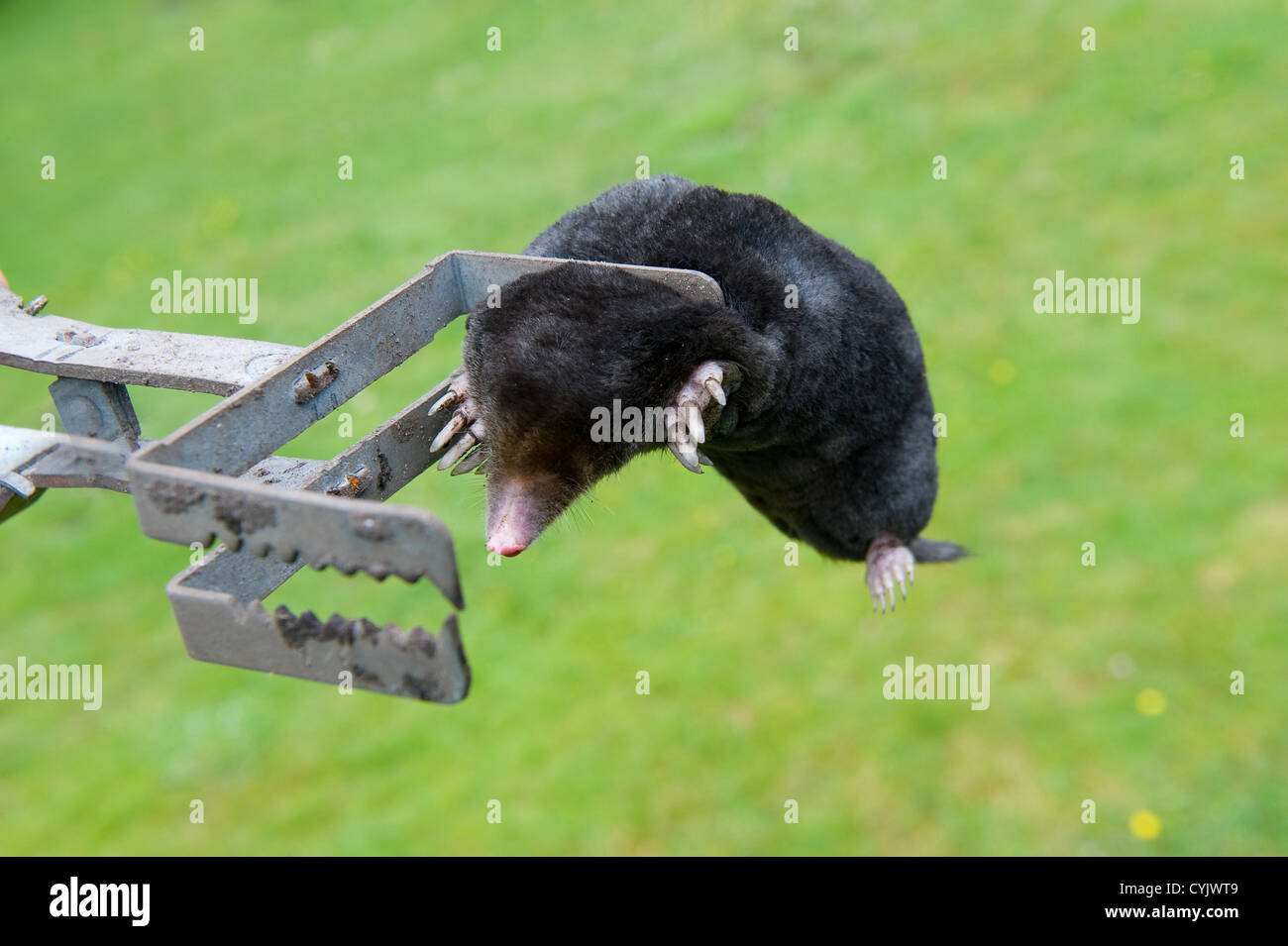 A mole is catched by an exterminator in the garden Stock Photo - Alamy