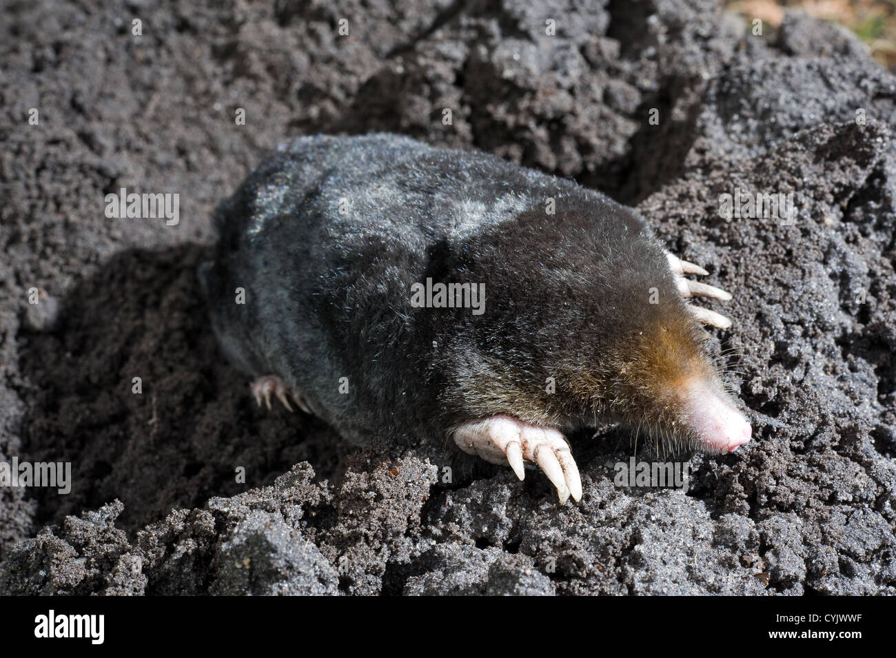 A mole is crawling through the sand Stock Photo - Alamy