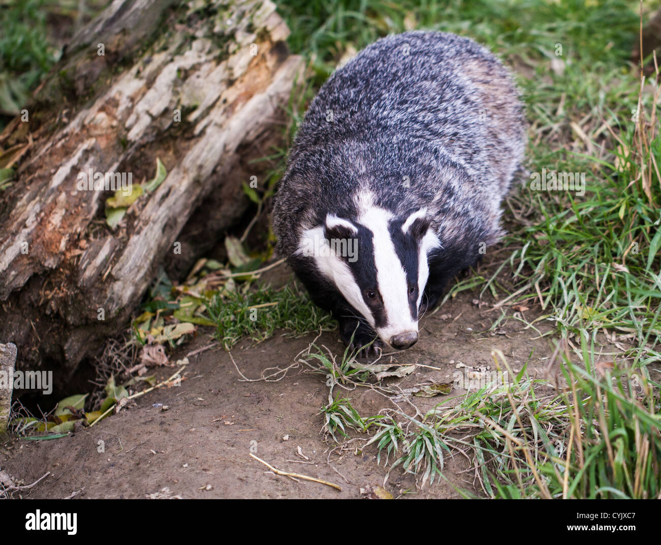 British badger hi-res stock photography and images - Alamy