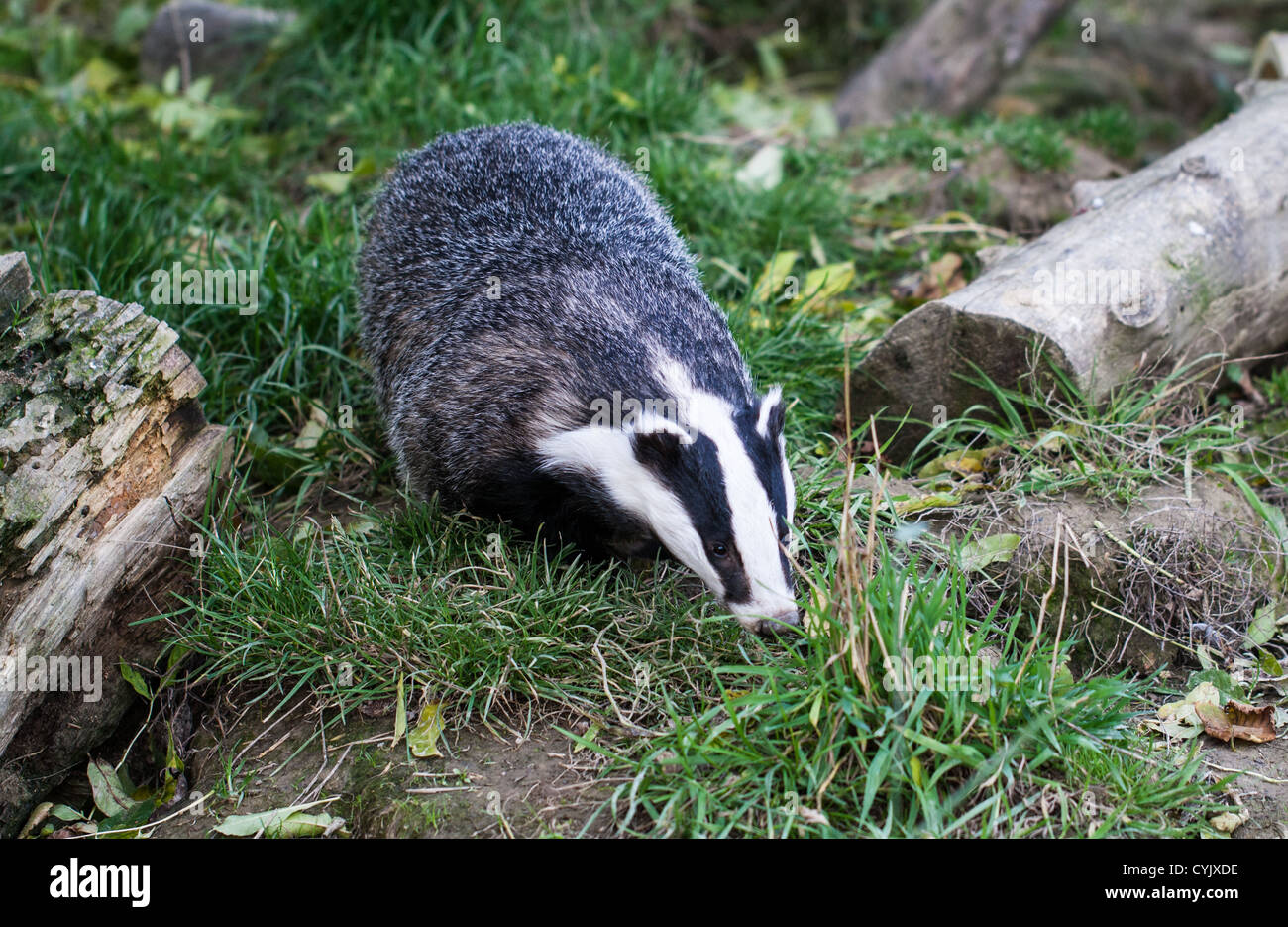 British badger hi-res stock photography and images - Alamy