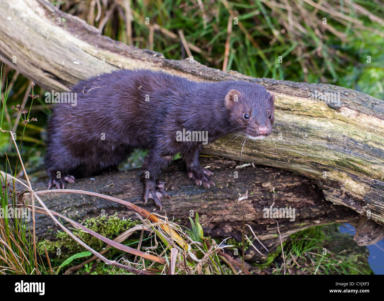 European mink hi-res stock photography and images - Alamy