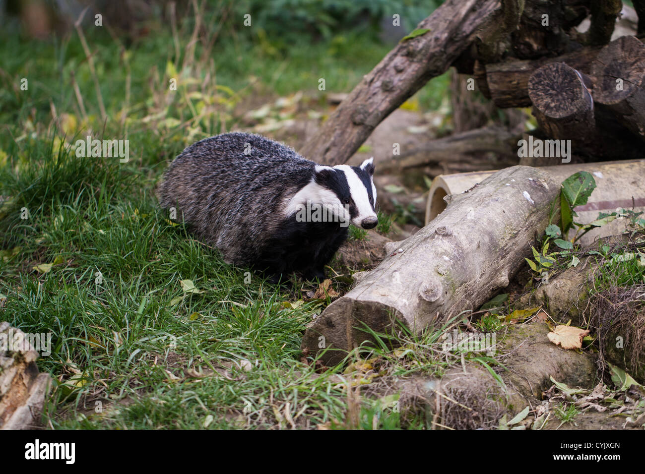 British badger hi-res stock photography and images - Alamy
