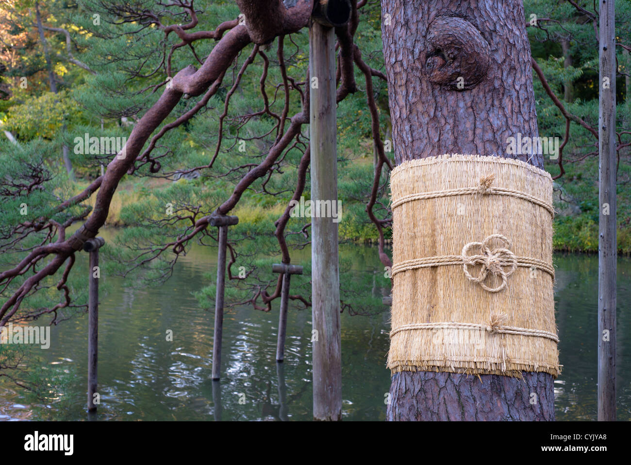 Tree wrapped with komomaki in Rikugien, Tokyo Stock Photo - Alamy