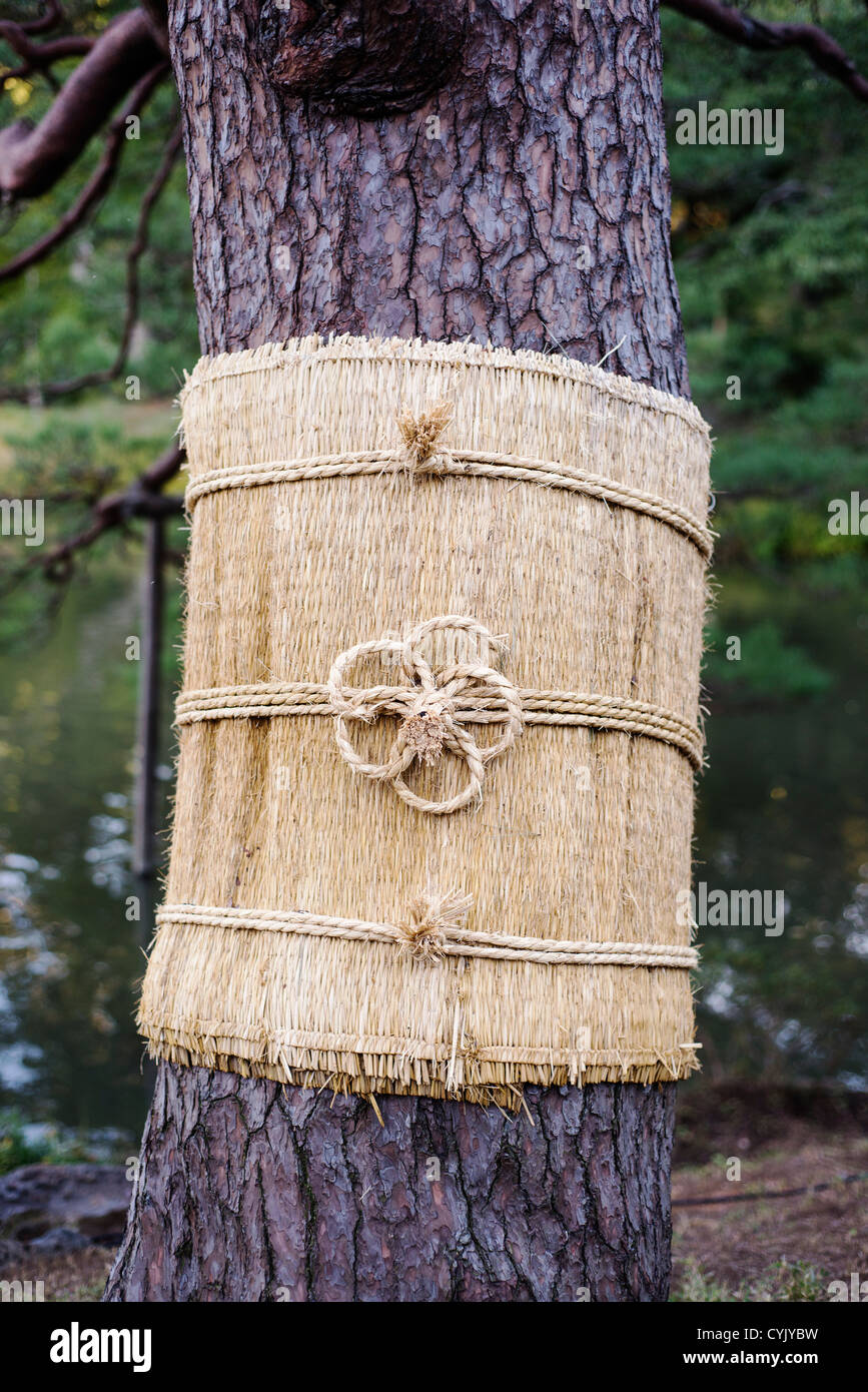 Tree wrapped with komomaki in Rikugien, Tokyo Stock Photo - Alamy