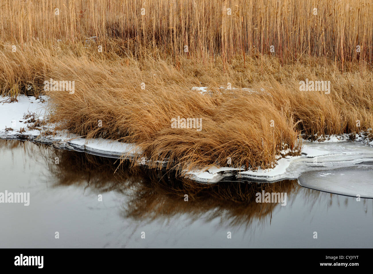 Robinson Lake Creek with reeds and grasses, Greater Sudbury, Ontario ...
