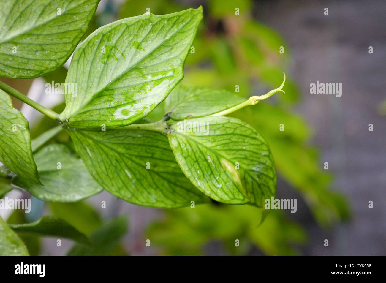 Hoya erythrophylla - Leaf detail Stock Photo - Alamy