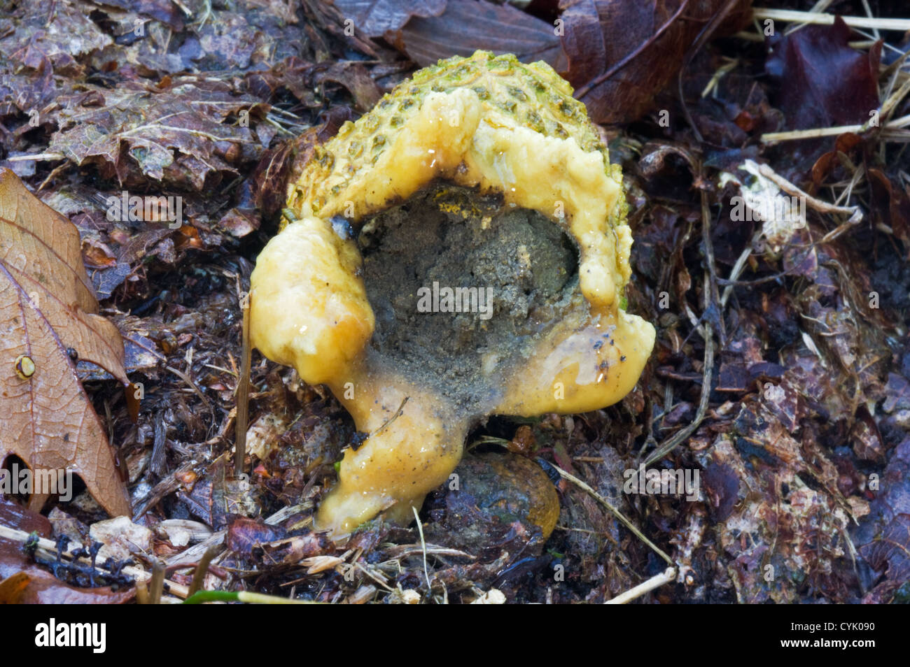 Puffball spores hi-res stock photography and images - Alamy