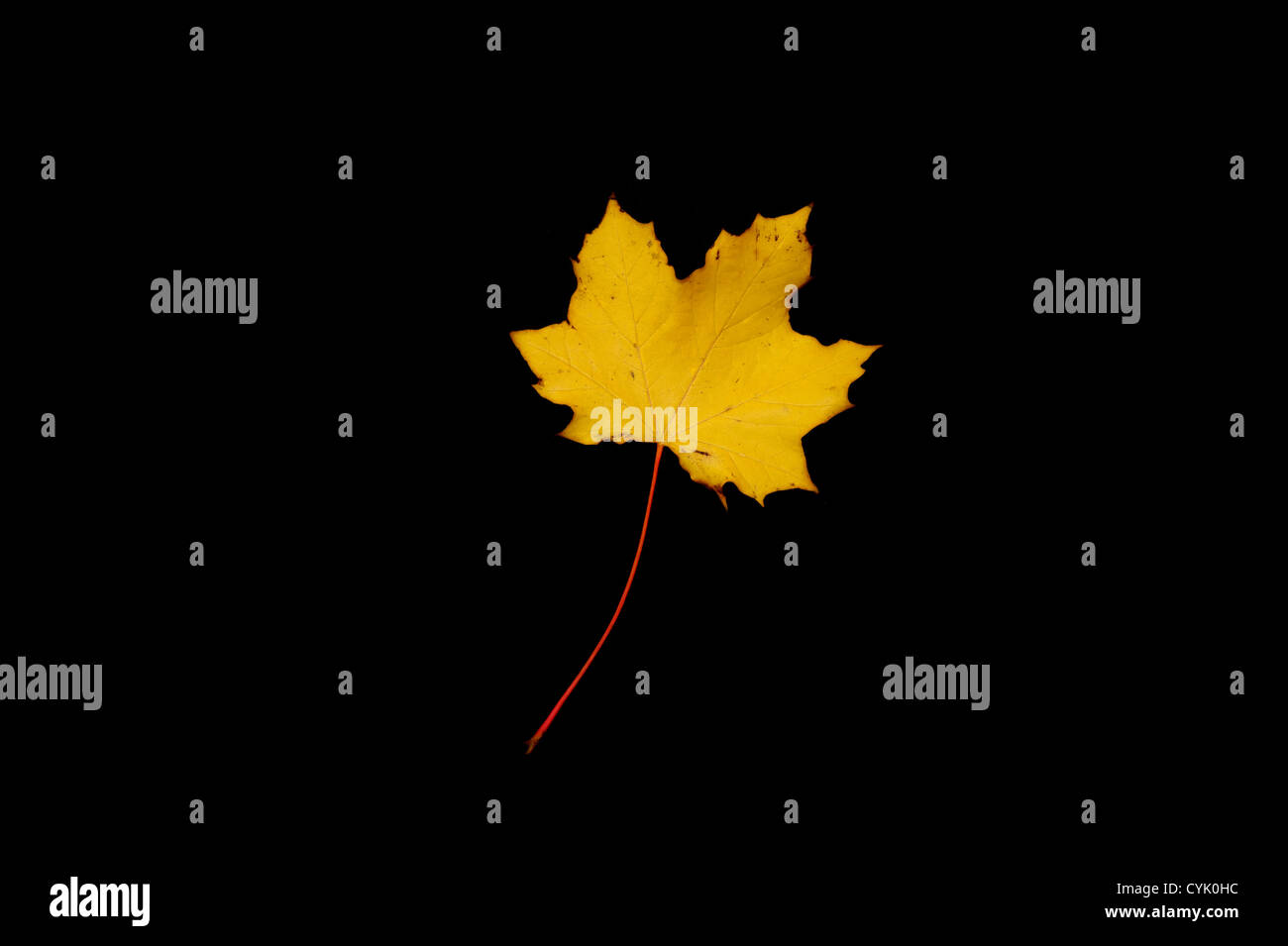 one yellow leaf on a black background Stock Photo - Alamy
