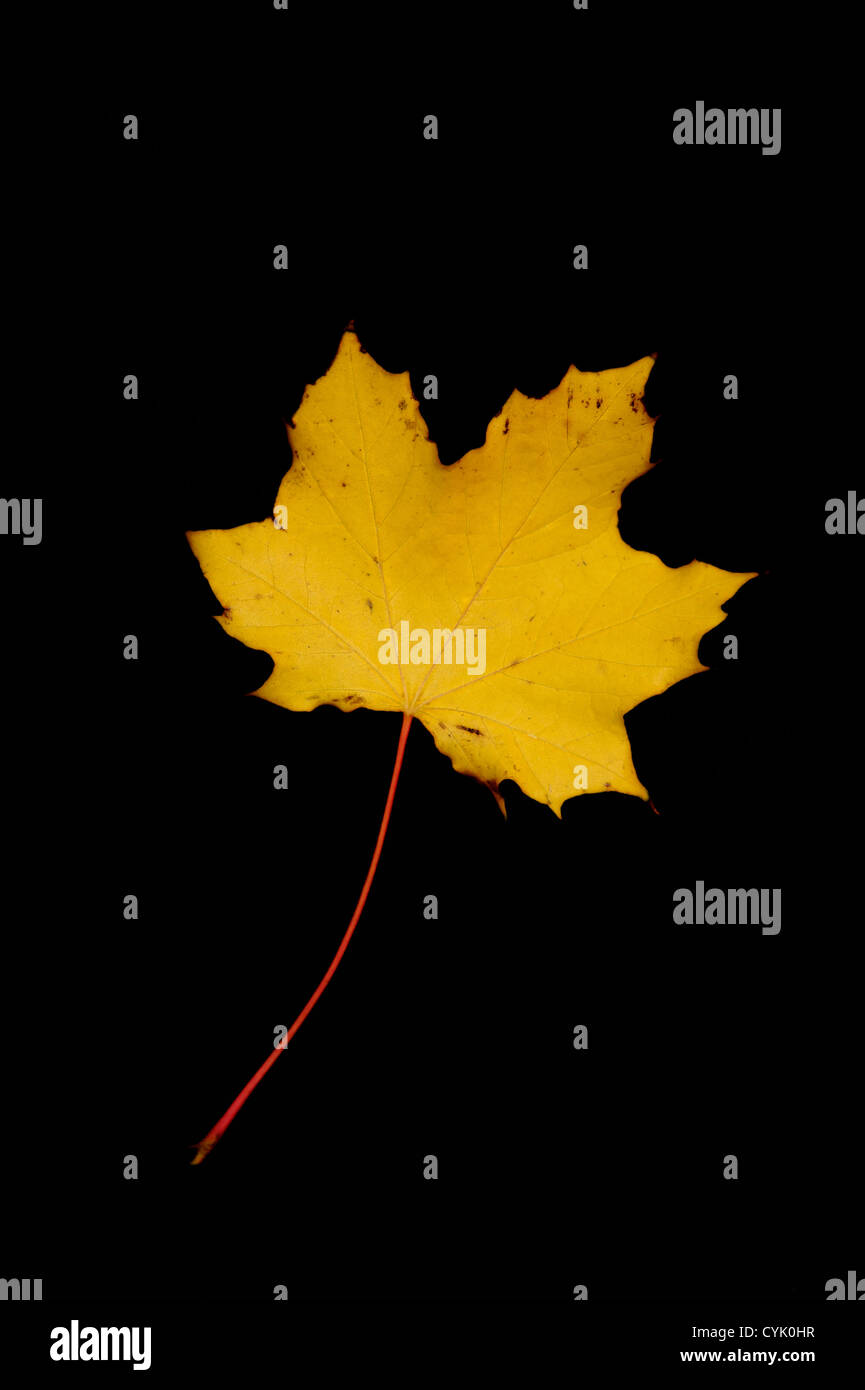 one yellow leaf on a black background Stock Photo - Alamy