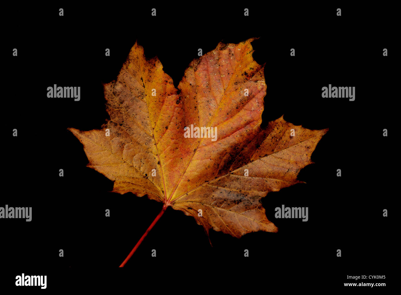 autumn leaf on a black background Stock Photo - Alamy