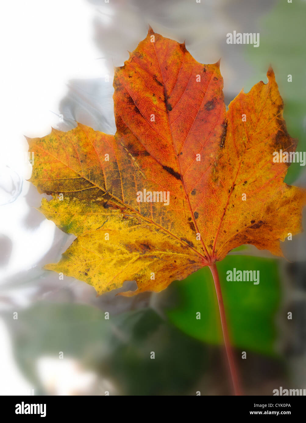 autumn leaf on a glass window Stock Photo - Alamy