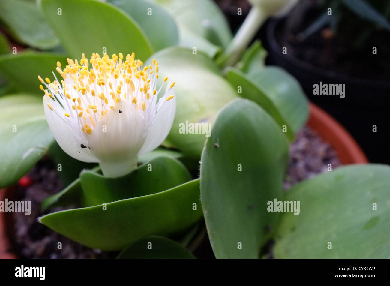 Haemanthus plant hi-res stock photography and images - Alamy