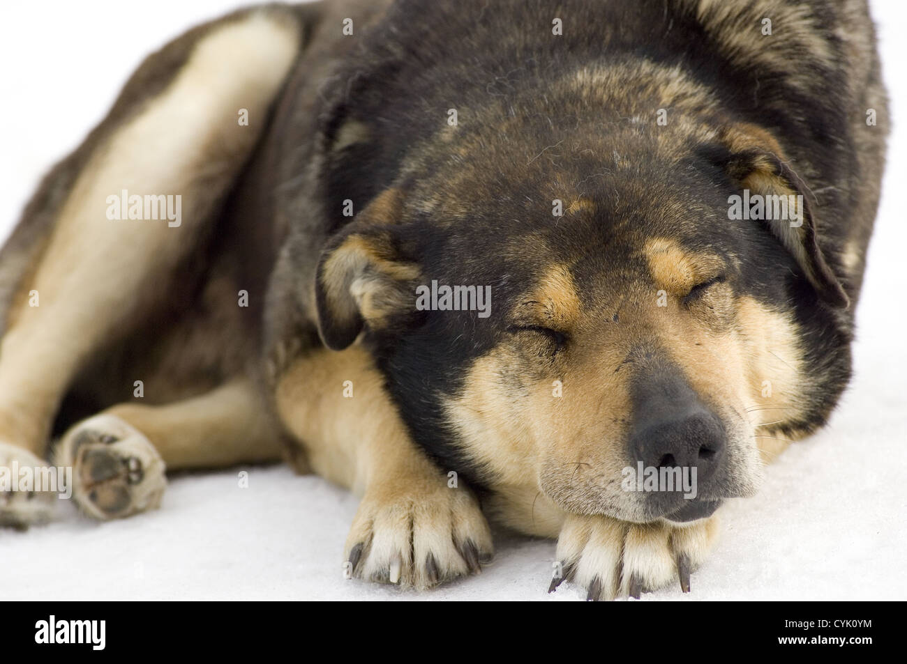 Dog laying on a snow and sleeping Stock Photo - Alamy