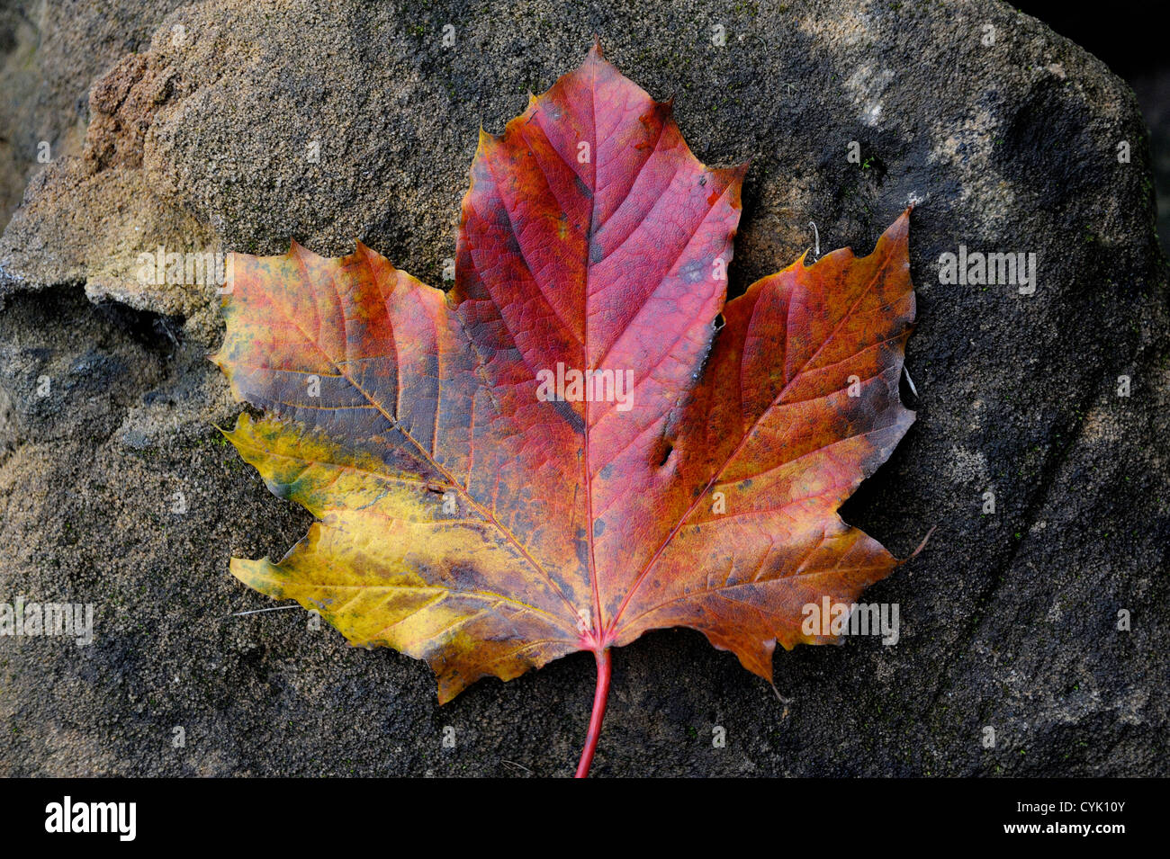 one reddish brown autumnal leaf on a rock Stock Photo - Alamy