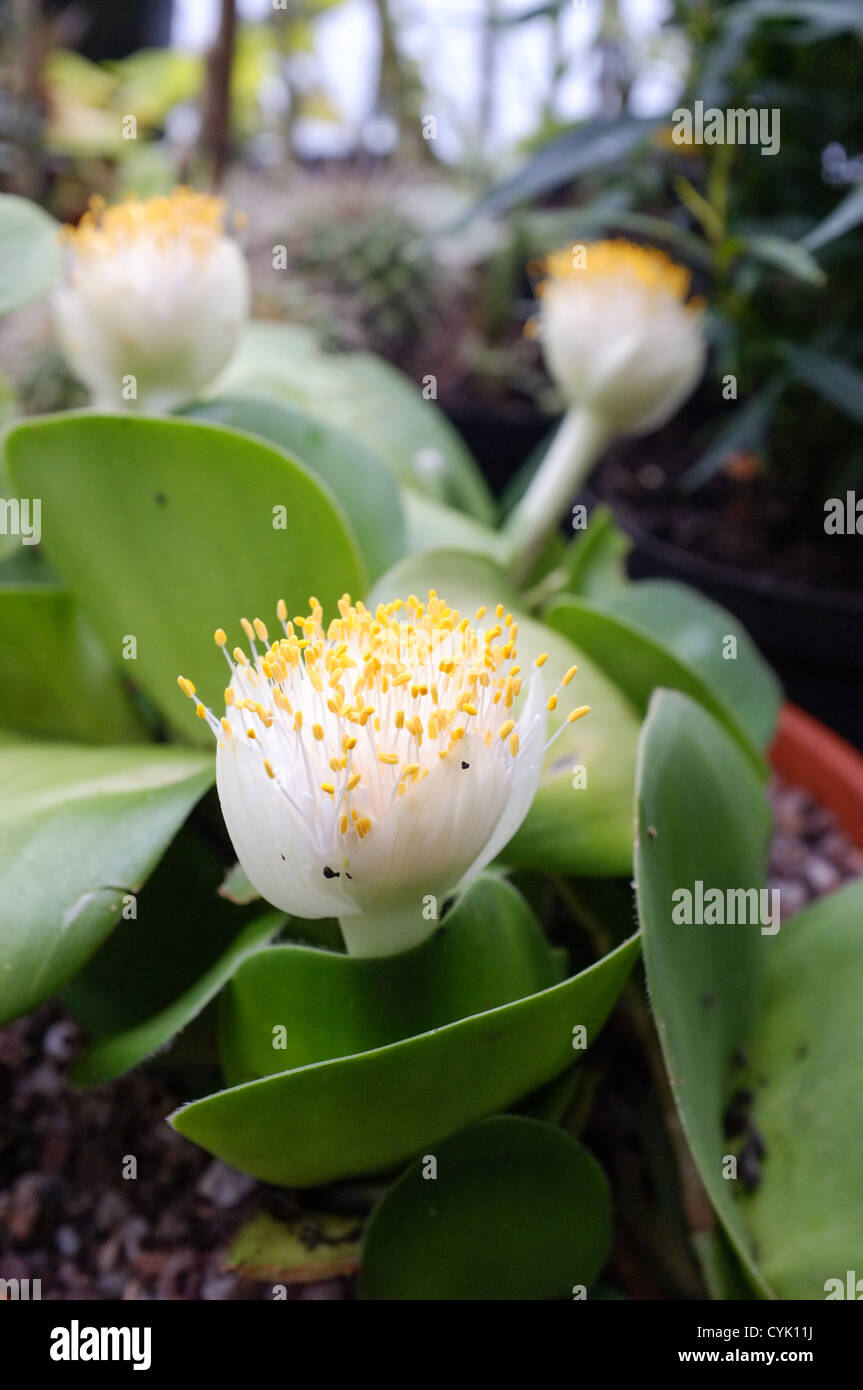 Haemanthus plant hi-res stock photography and images - Alamy