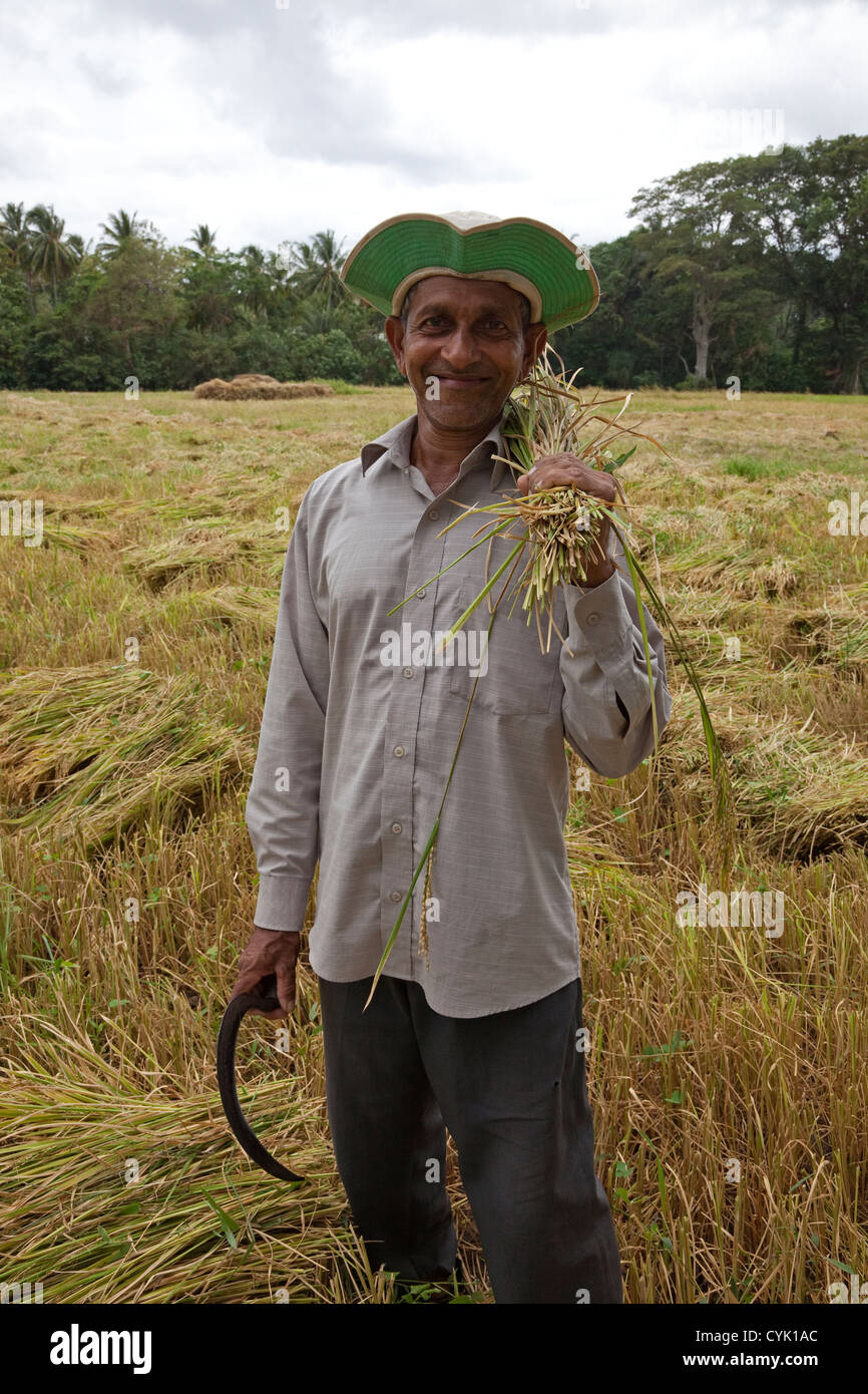 Local villager from Sri Lanka harvesting rice from the paddy fields ...